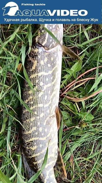 Удачная рыбалка. Щучка и голавль на блесну Жук