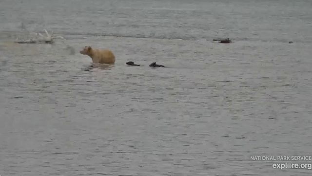 Рыбалка закончилась- пора в лес. Медвежата занимались вольной борьбой пока мама искала рыбу