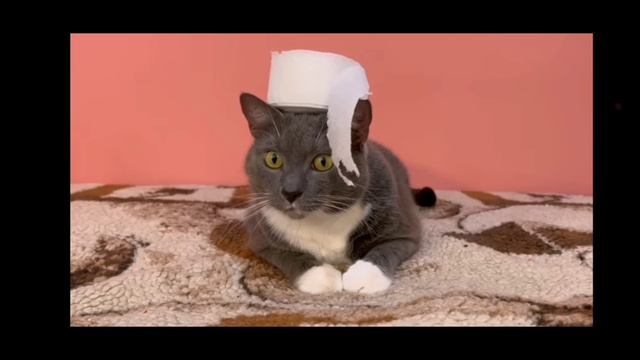 Реакция на Kotiynet