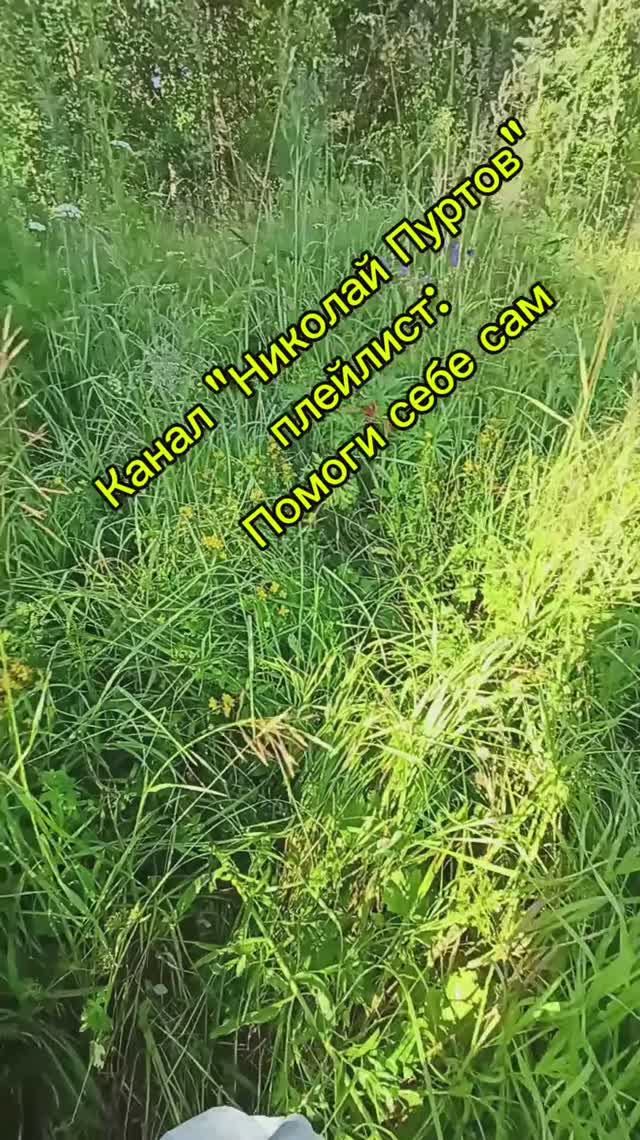 Зверобой.Заготовка.