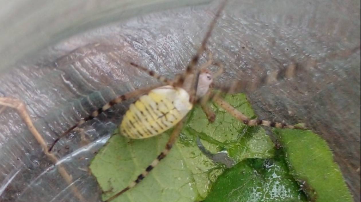 Аргиопа Брюнниха. Паук на огурцах.