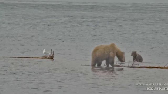 Мама с медвежатамив галстуках пришли рыбки покушать