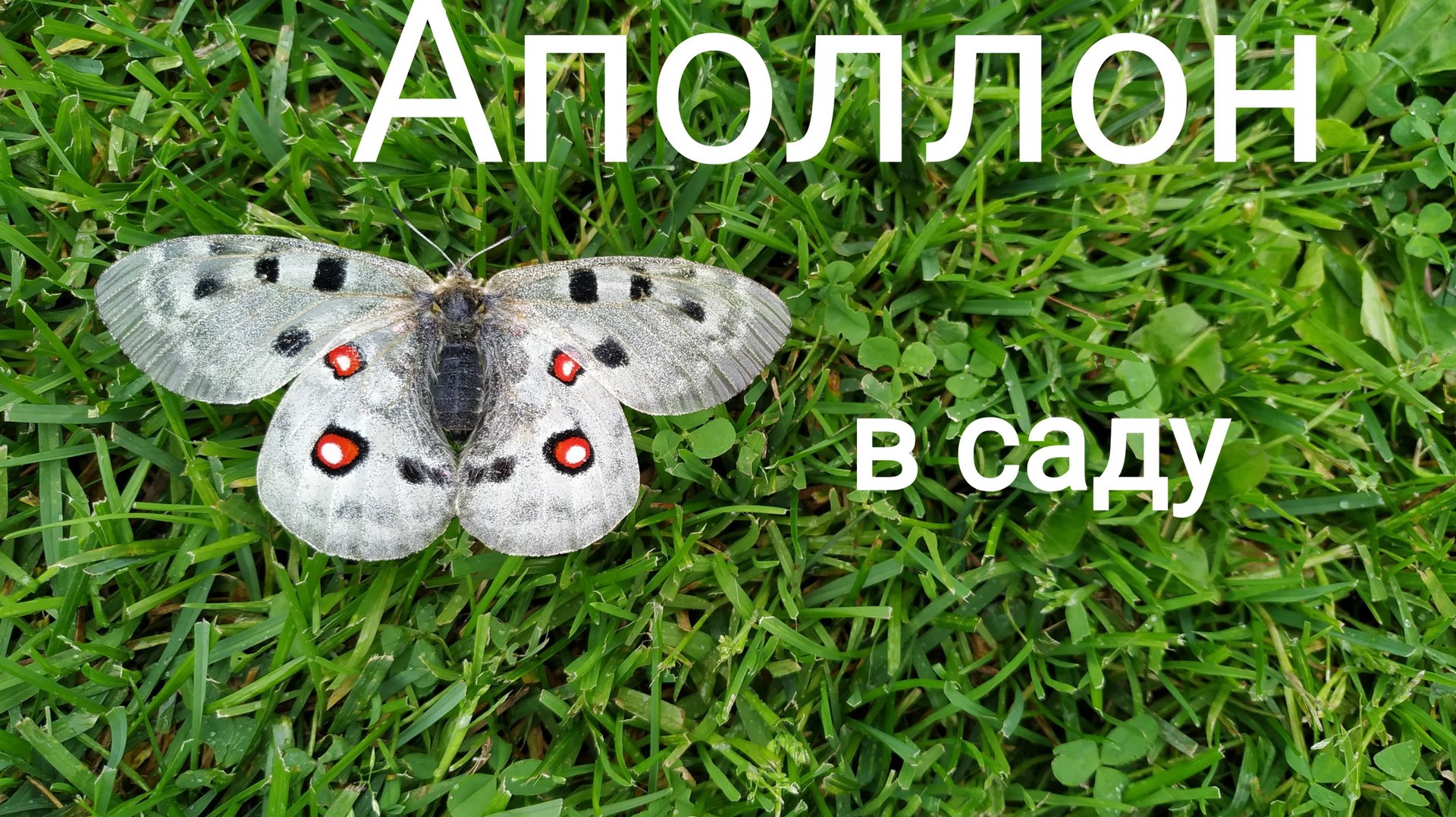 Сад. Бабочка Аполлон на участке. 14.07.25