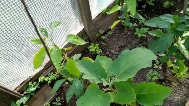 1000041880.mp4 Моё тепличное хозяйство. Что и как растёт в середине июля