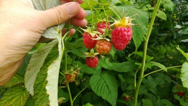 В разгаре лета... 😎🐕🌻🌳🌞🌈
