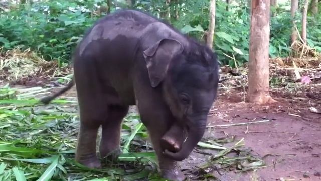 СЛОНЕНОК ПЫТАЕТСЯ ПОЧЕСАТЬ СЕБЕ ХОБОТ) ВЕДЬ ТАК ОН ЧЕШИТСЯ