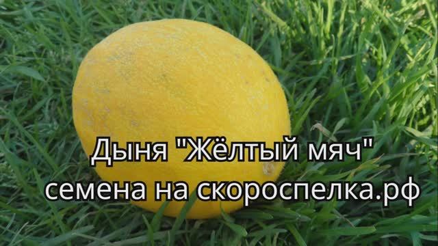 "Жёлтый мяч" сорт скороспелой дыни. Семена этой дыни есть у нас на сайте http://скороспелка.рф/