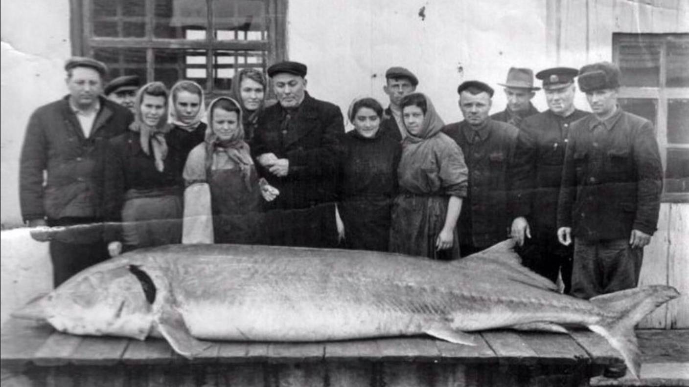 Куда и почему из российских рек и озер почти полностью исчезли осетровые рыбы