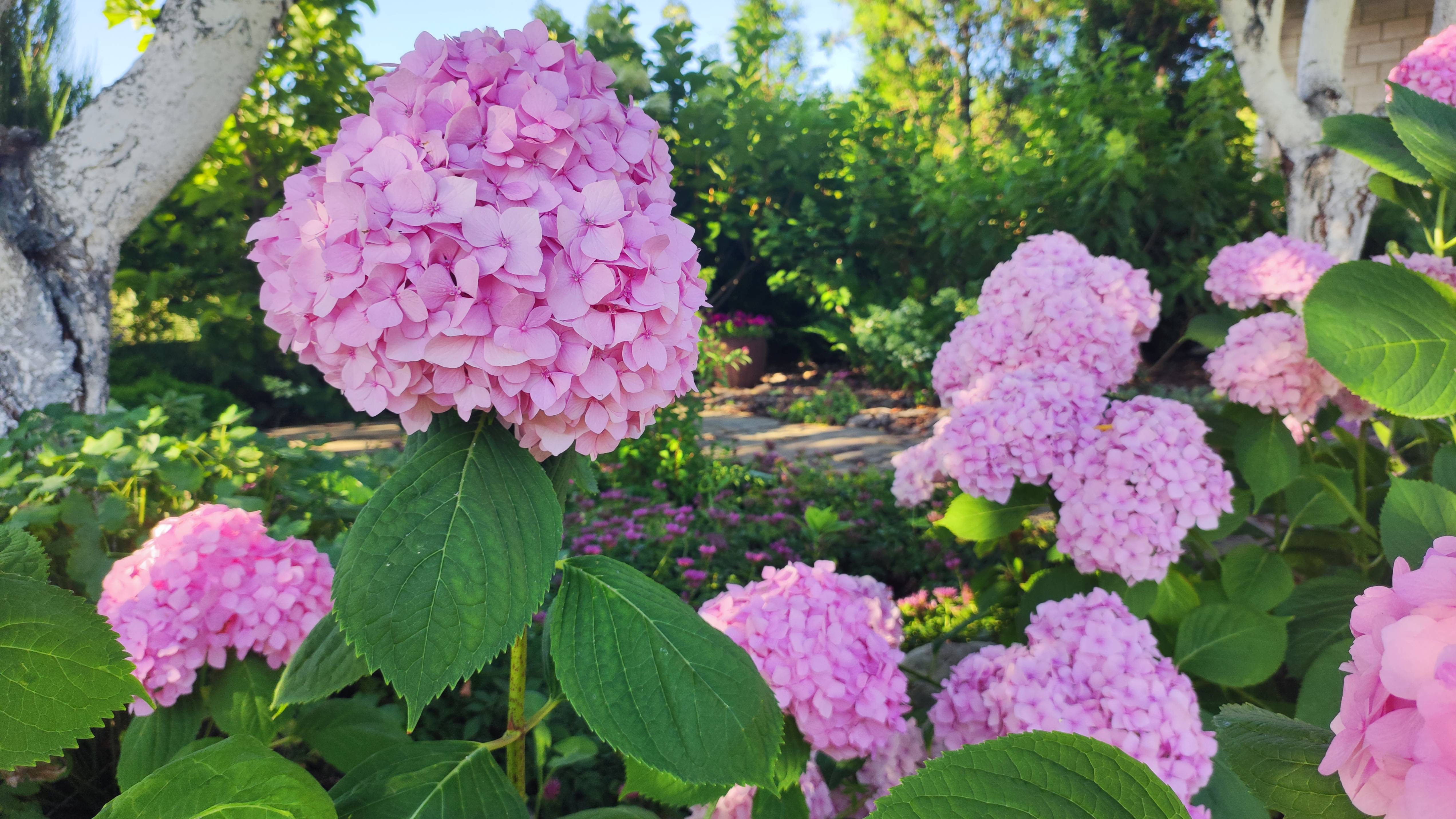 Наш сад в середине июля. Гортензии, магнолии, хвойные и др.