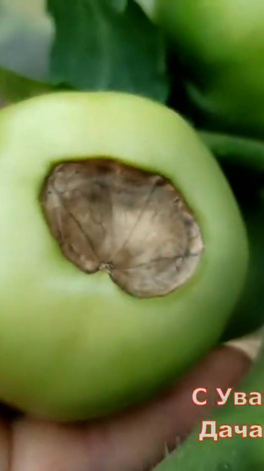 Вершинная гниль томатов. Как лечить, как бороться