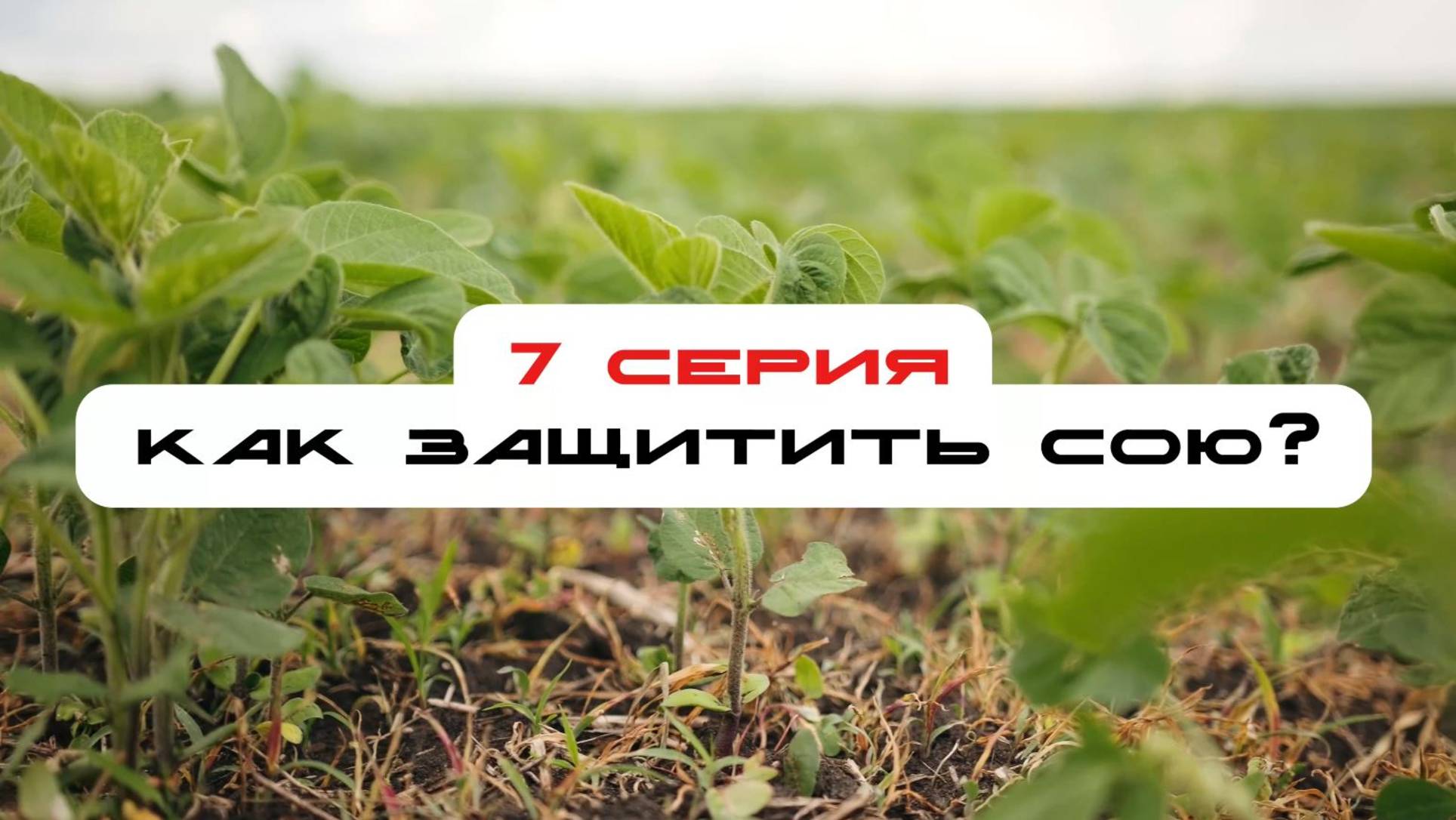 Соя с нуля. 7 серия. Как защитить сою?