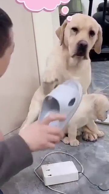 Засттупница