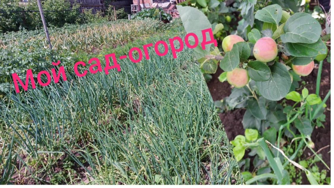 Мой сад-огород. Общаемся и отвечаю на комментарии. 14.07.25