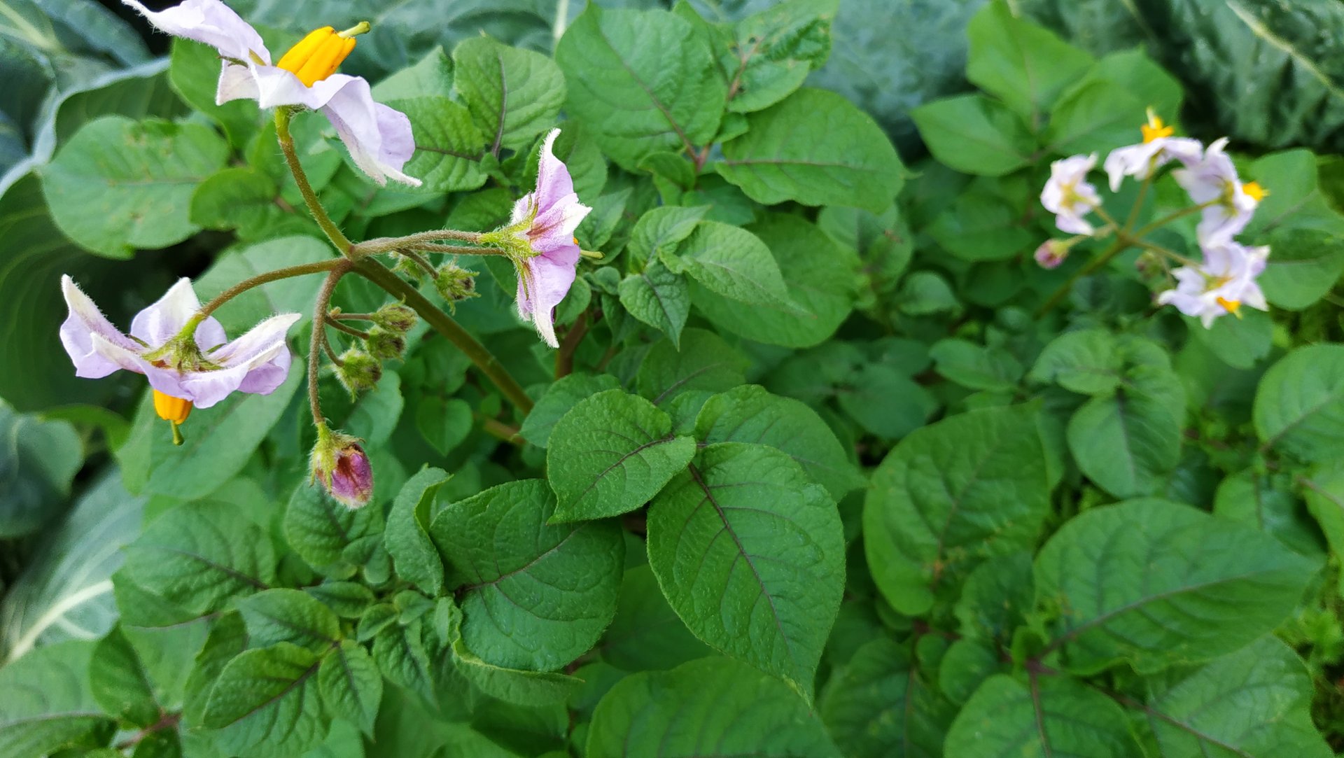 Идеальная подкормка для огорода в июле. Показываю, как на это удобрение прореагировали овощи