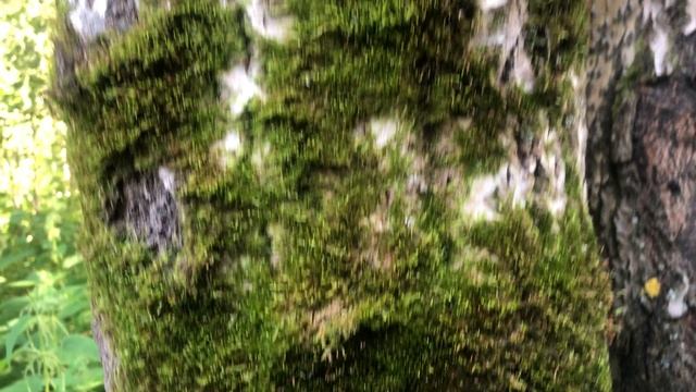 Жара +26 гуляем