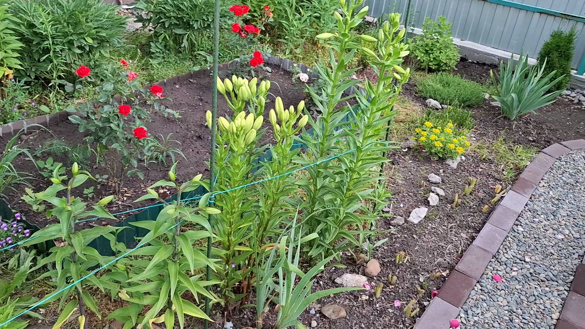 После грозы похолодало.Начудила с помидорами.Обзор огорода