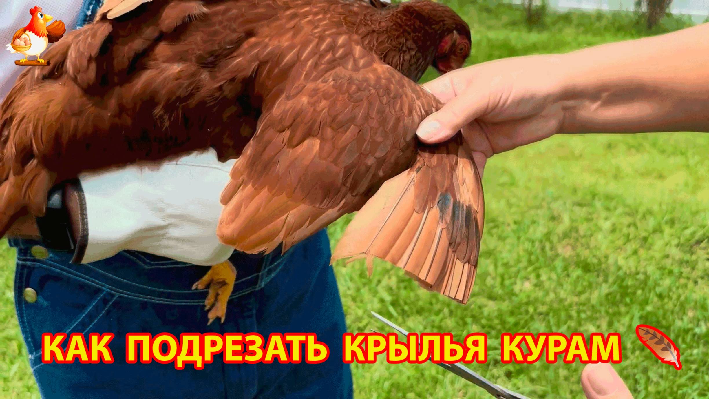 Как правильно подрезать крылья курам несушкам 🪶 чтобы не летали  и разрешить им только порхать 🪶