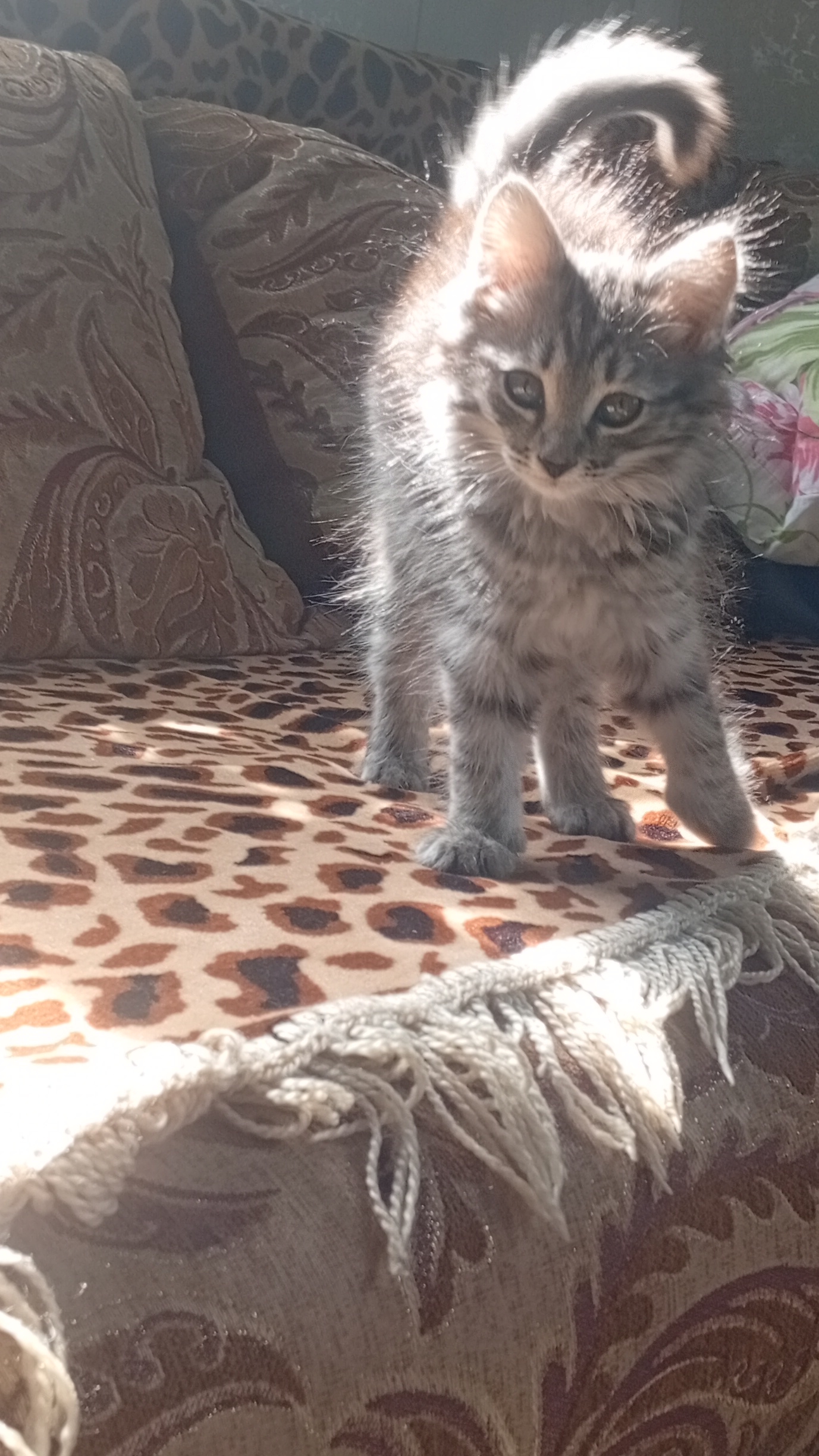 Тучка скалалазка