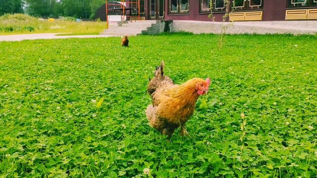 2025.07.13. Рогово. Территория Дзэн ...