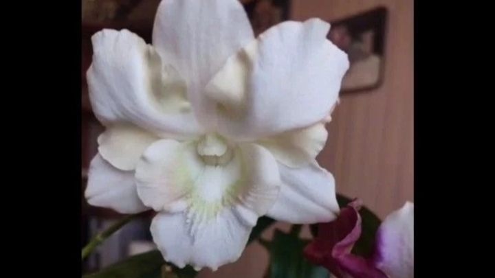 П-16.Ч-5. Ден.King Dragon White, первое знакомство через 5 дней после получения и посадки без корней