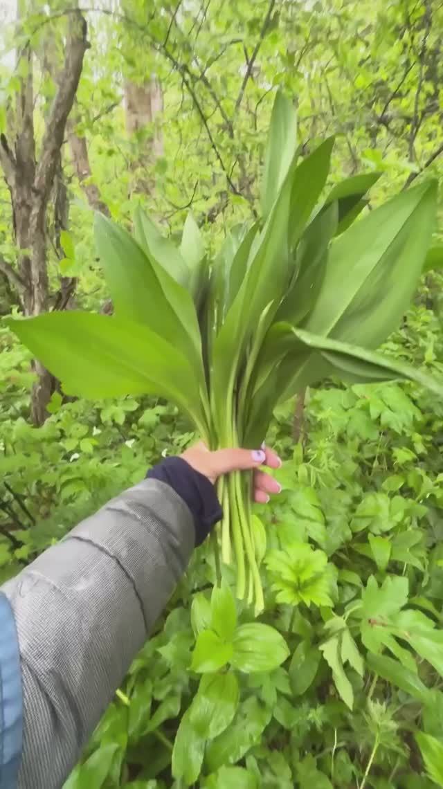 Черемша(Дикий чеснок), Сахалин