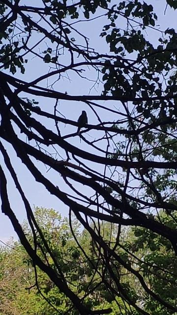 Соловей все еще поёт