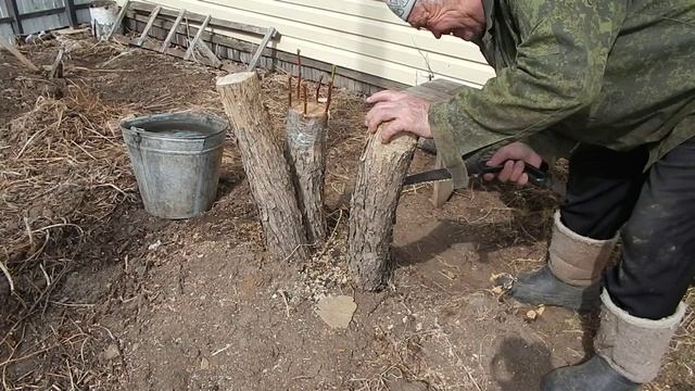 Прививка яблони за кору с февраля по апрель месяц