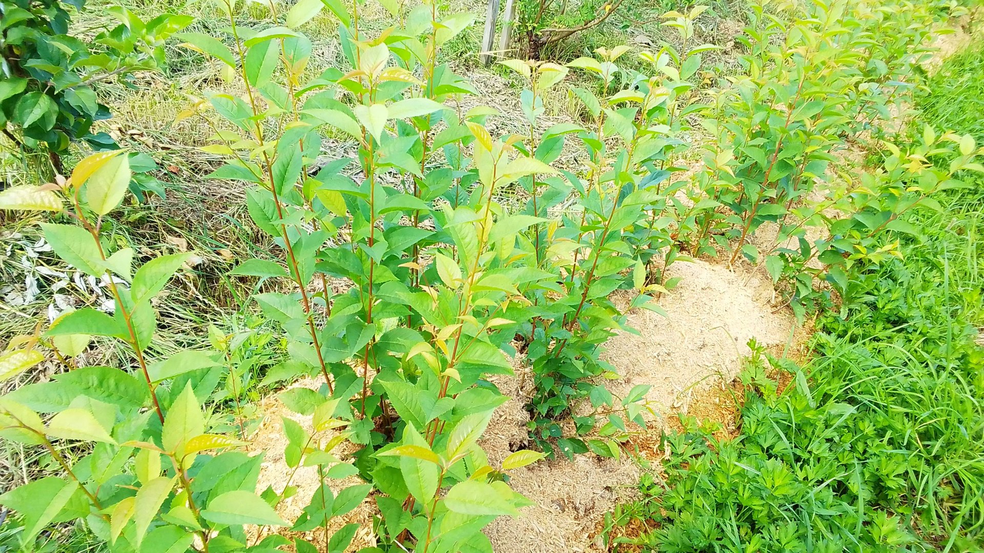 Подвой ВСЛ 2 преимущества и недостатки