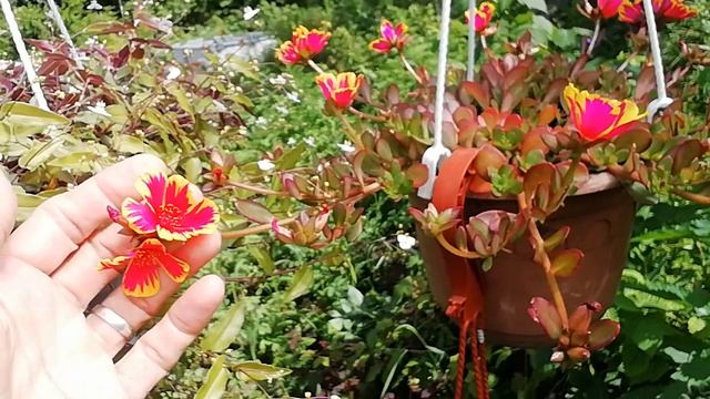 Портулак декоративный, цветы на штанге...