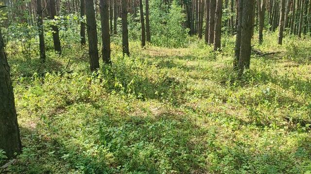 Малиновый рай упал на плечи , теперь малины хватит на весь год !)))