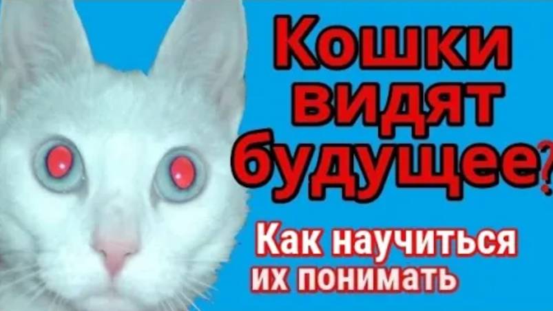 Кошки могут предсказывать будущее? Как научиться понимать кошек