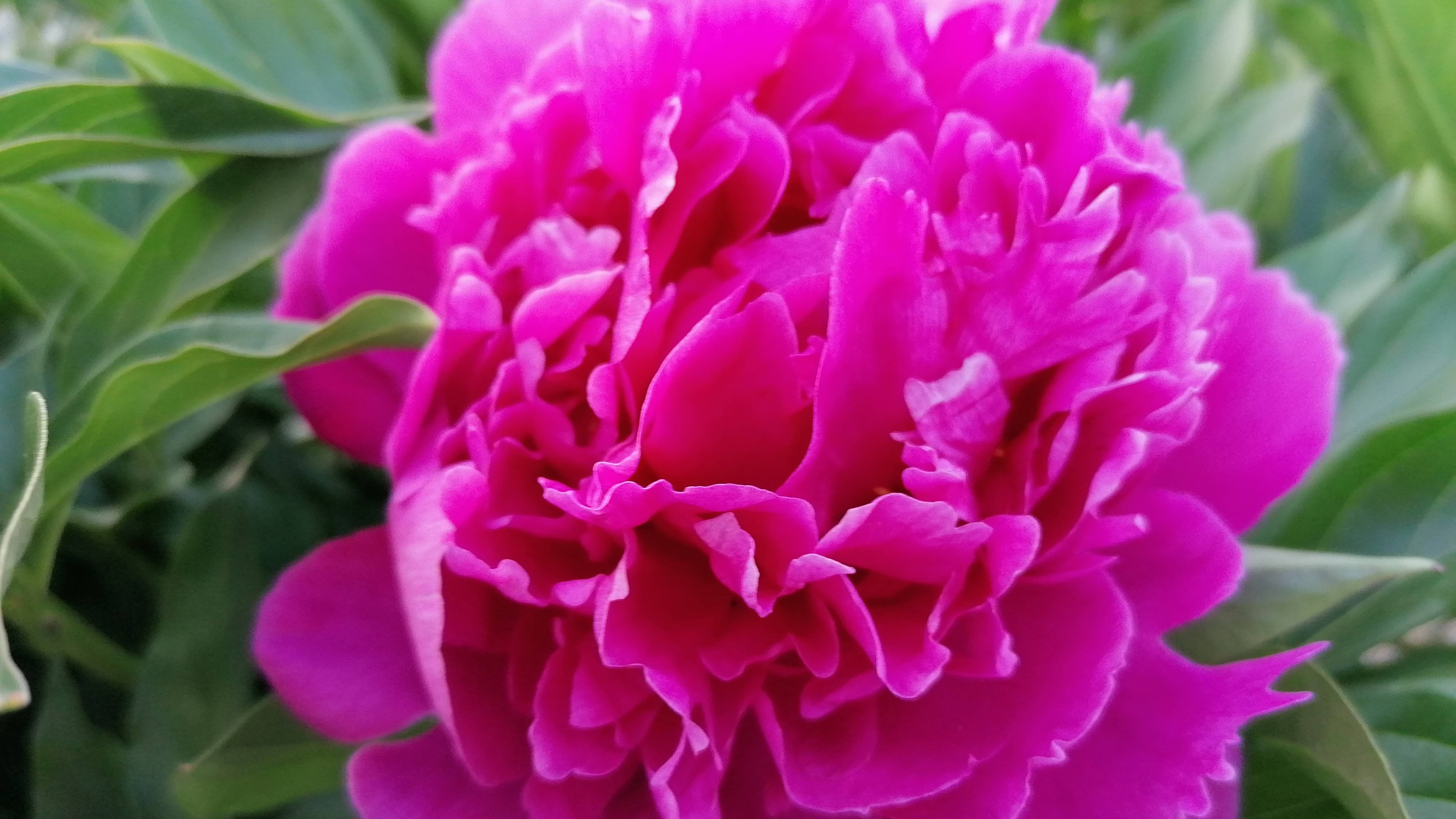 Распространённые болезни пионов в июле, чем  и как  их обработать.