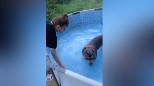 Купание Булли в бассейне.