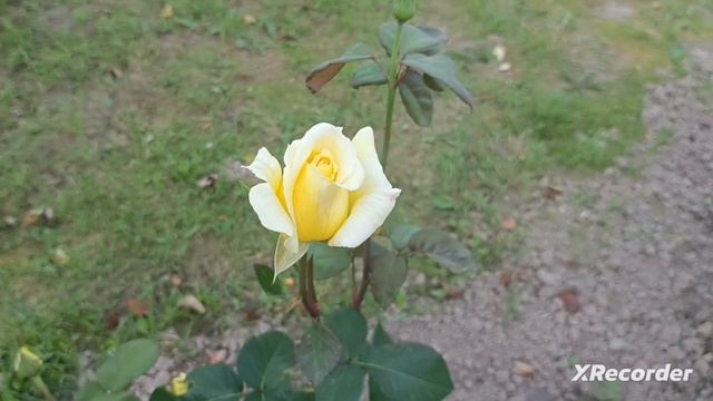 Красивые розы и клематис в нашем саду. 11.07.2025.