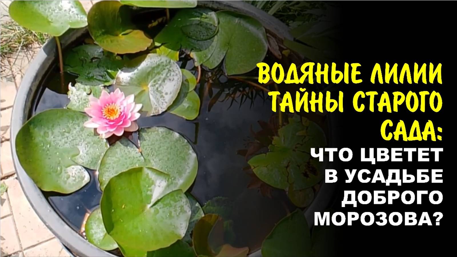 Как безмятежные нимфеи, водяные лилии и клематисы преображают усадьбу. Добрый Морозов.
