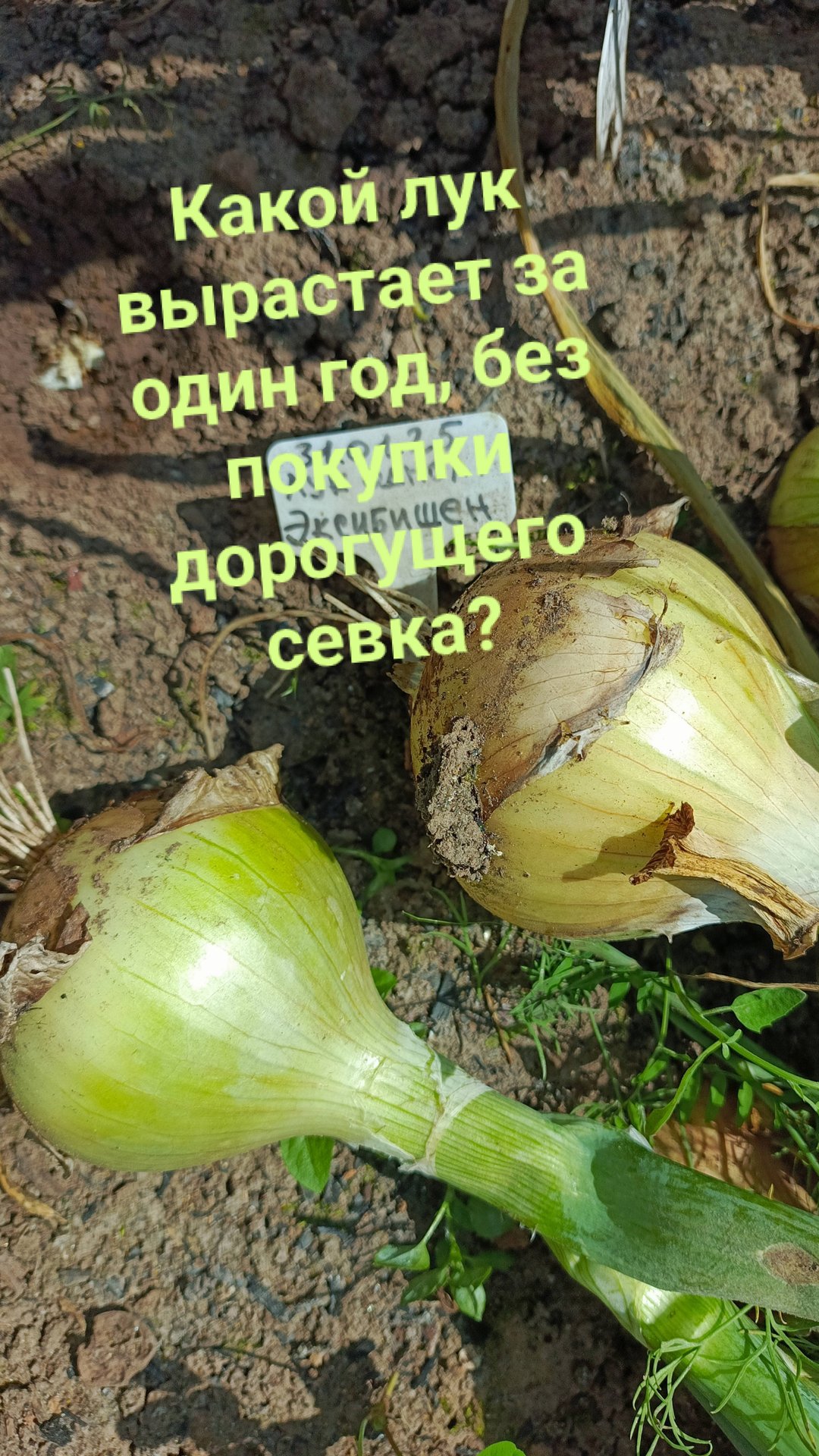 Этот однолетний лук за лето вырастает огромным!