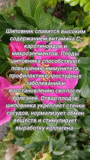 Лечебные свойства растений