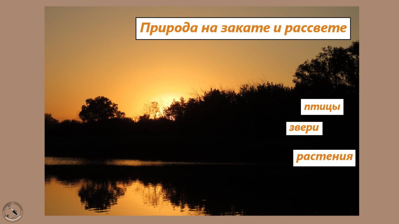 Природа на закате и на рассвете. Птицы, звери, растения. Первая половина лета 2025