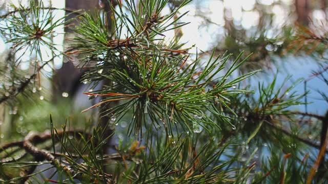 Творческий семейный лагерь Good-clab, 2018