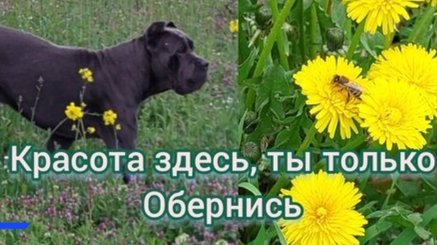 Красота Кубани.Краски весны