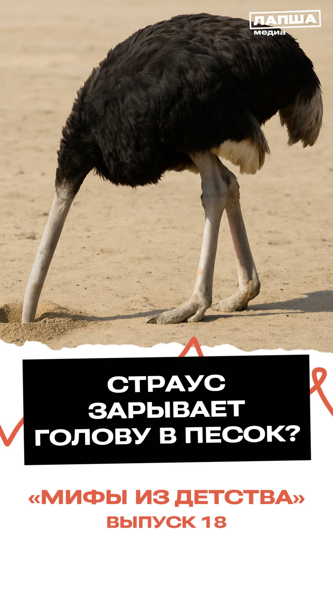 СТРАУСЫ ПРЯЧУТ ГОЛОВУ В ПЕСОК? |Разбор теории #мифыиздетства