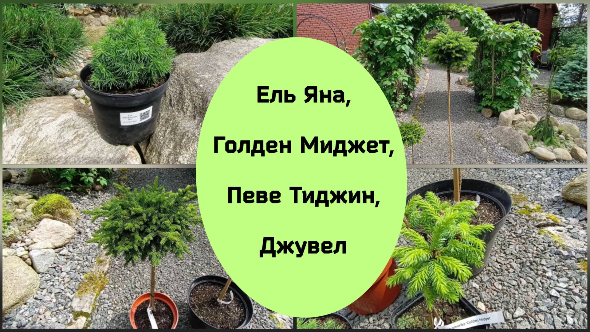 Ель  Яна, Голден Миджет, Певе Тиджин, Джувел.