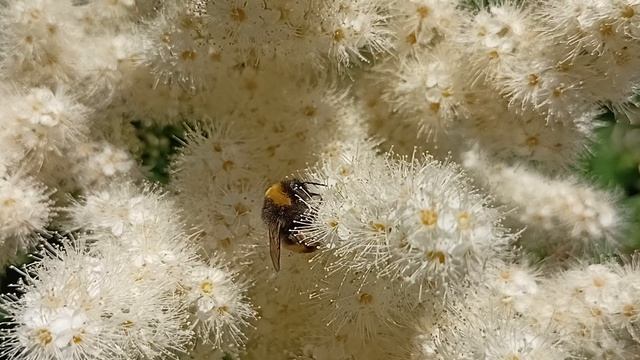 Шмель на работе, а Вы??? #shorts