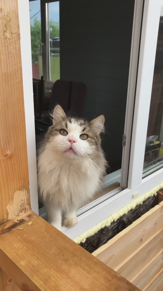 Деревенская жизнь Масика и Альфушки ❤️🐈🐈