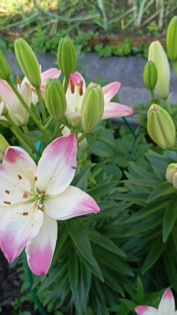 Лилия Лоллипоп. Азиатский гибрид