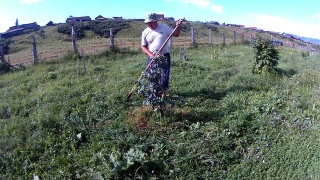 Самострел на кротов  сработал траву скосили
