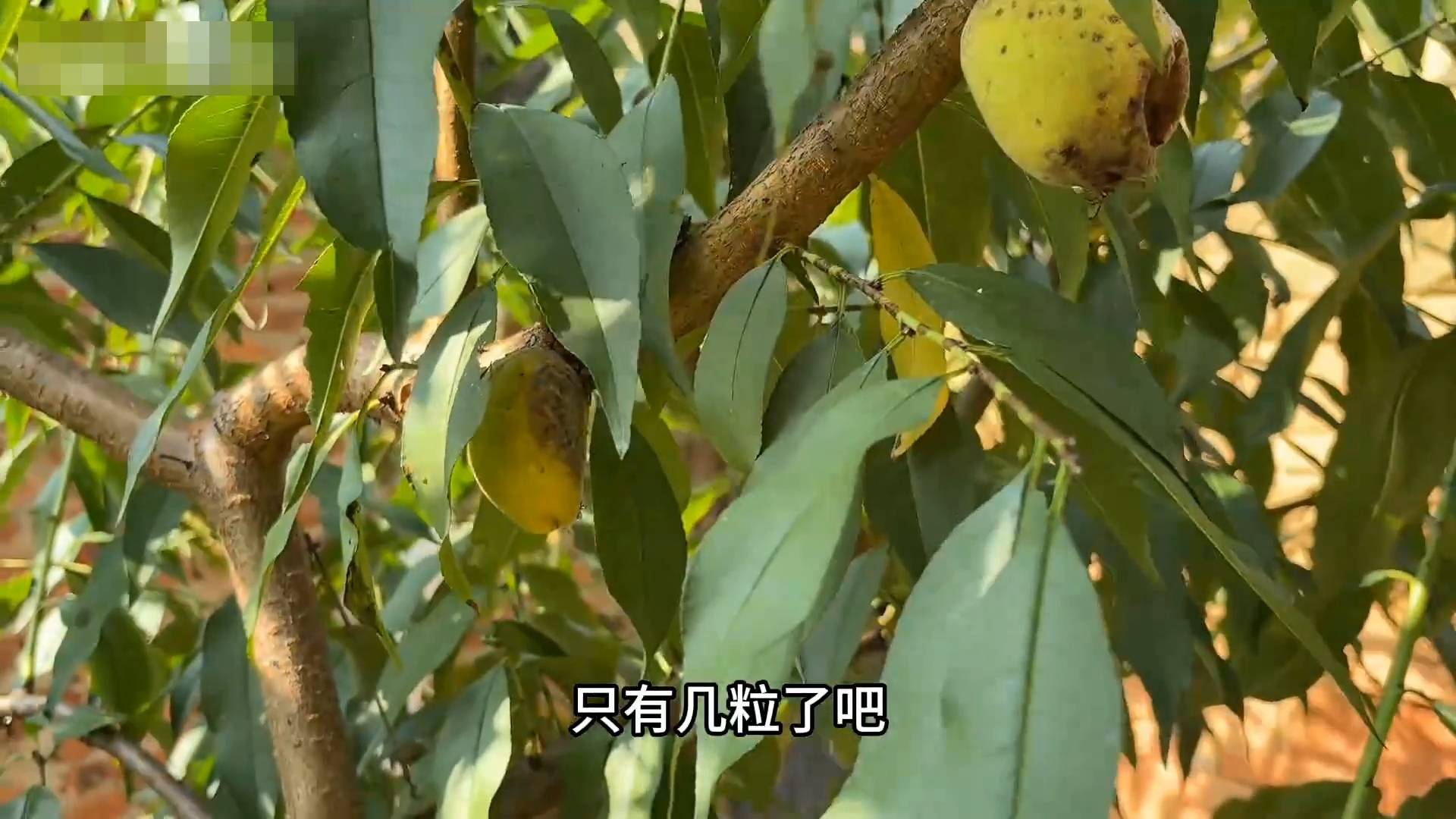 Шан Цзе и Ян Ян - Персики почти съедены птицами, нужно срочно их собрать