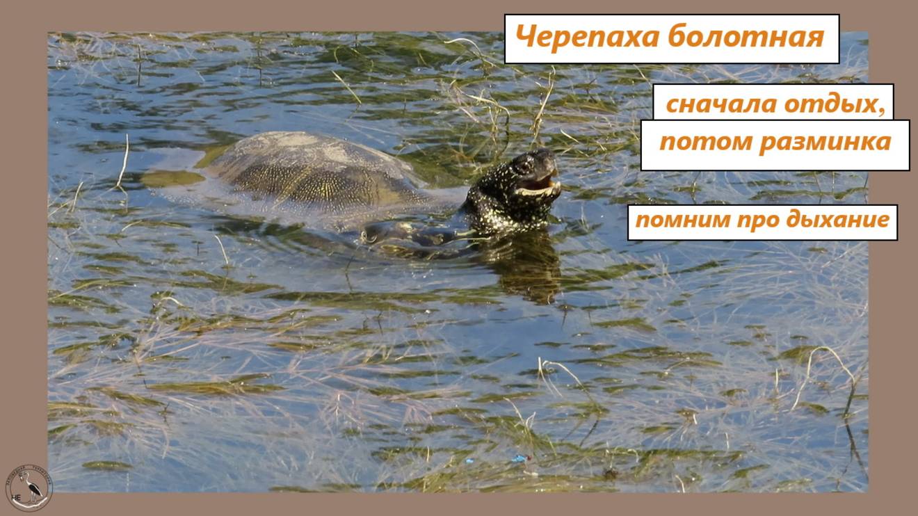 Черепаха болотная - отдых на пляже, путешествие до норы бобра. 08.07.2025