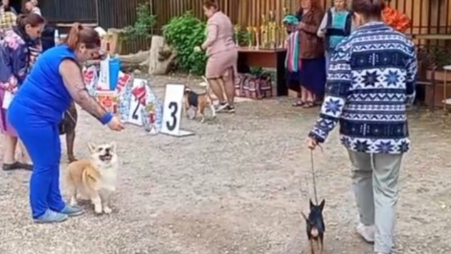 Выставка собак.Награждение.