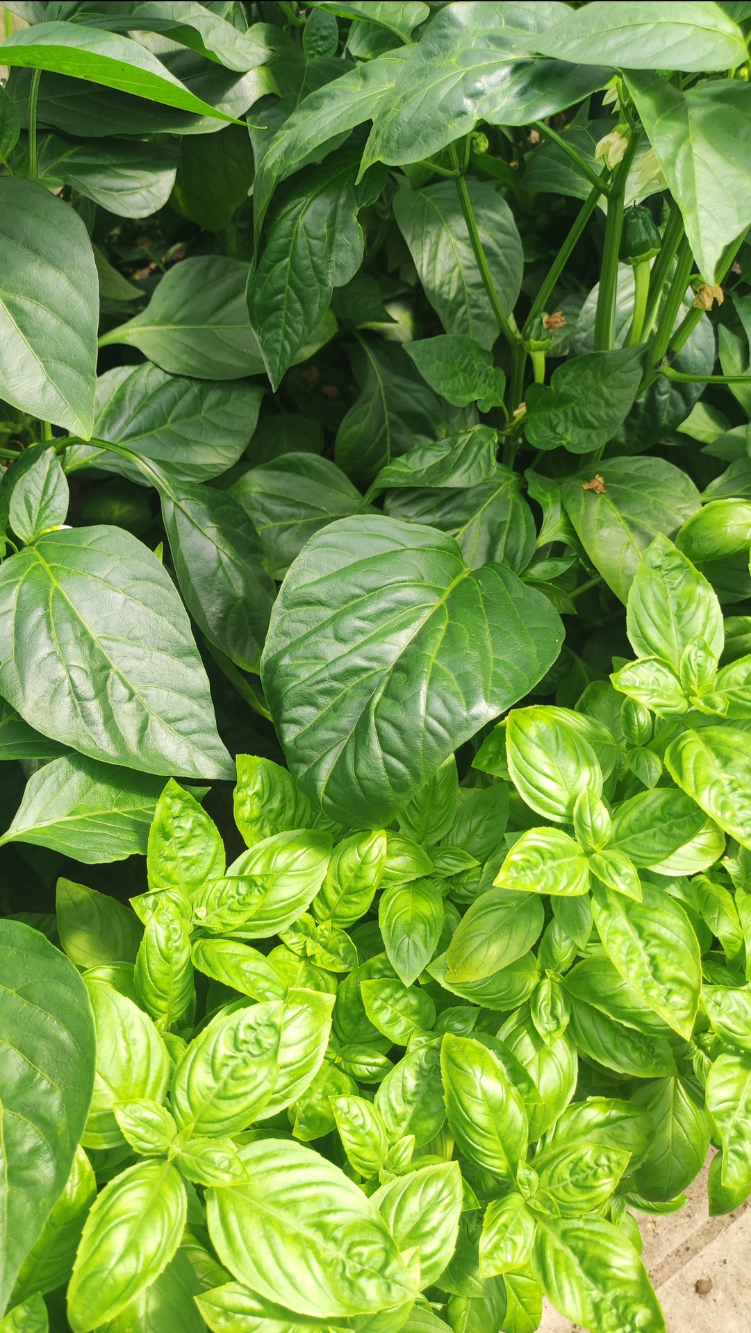 Сладкий перец и базилик в теплице - полезное соседство